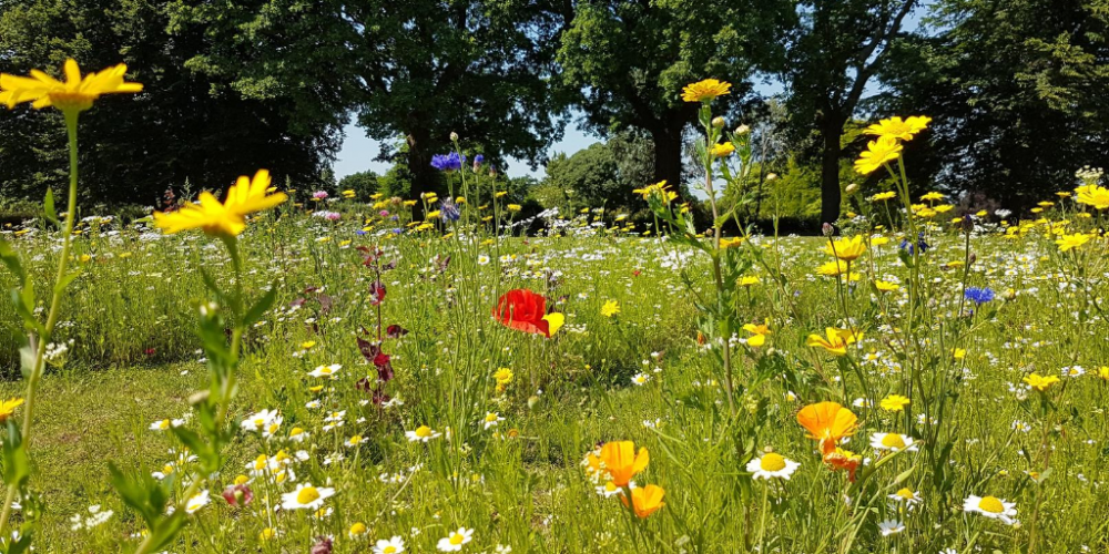 The rise of the pocket meadow in domestic gardens - Empathy